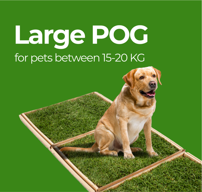 Pet Furniture and Fresh Dog Toilet Grass – Paws on Pause